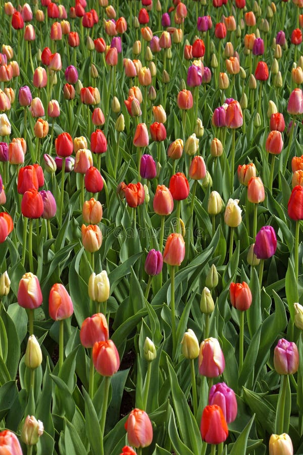 Colorful Blooming Tulip Field Stock Photo - Image of bouquet, greeting ...