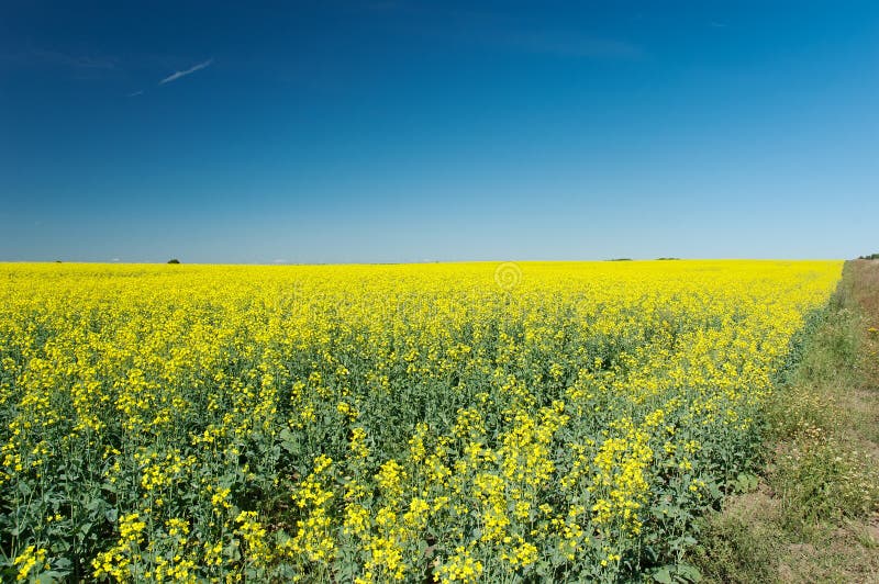 Bees and Canola stock photo. Image of field, plains, apiary - 8830226
