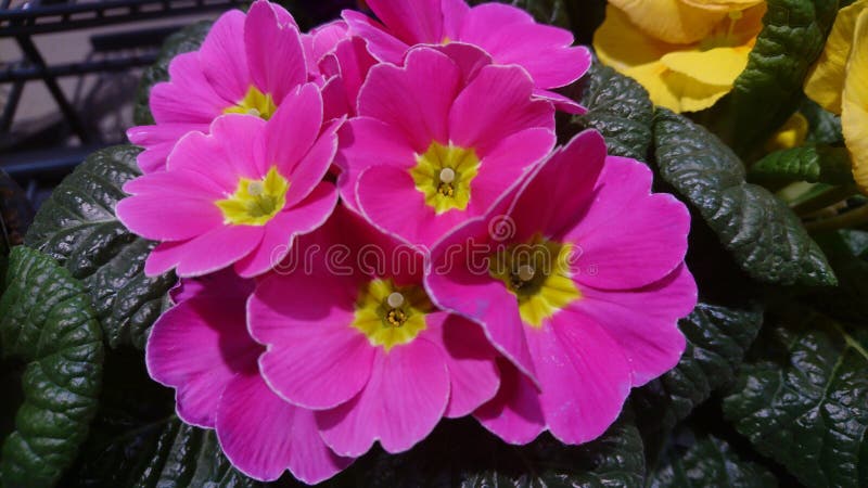 Colorful Blossom Spring Flowers Primrose Stock Photo - Image of ...