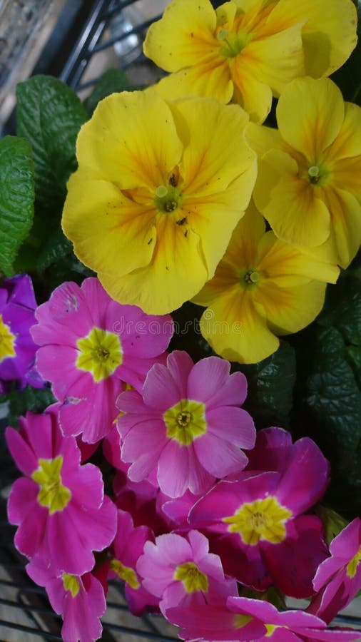 Colorful Blossom Spring Flowers Primrose Stock Image - Image of ...