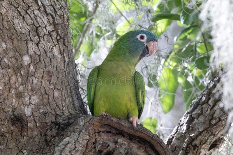 A Blue-crowned Parakeet Standing in a Tree Stock Image - Image of green ...