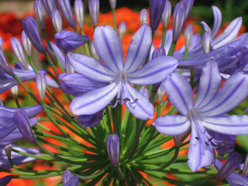 Colorful Blue Flowers in Bloom Stock Image - Image of nature ...