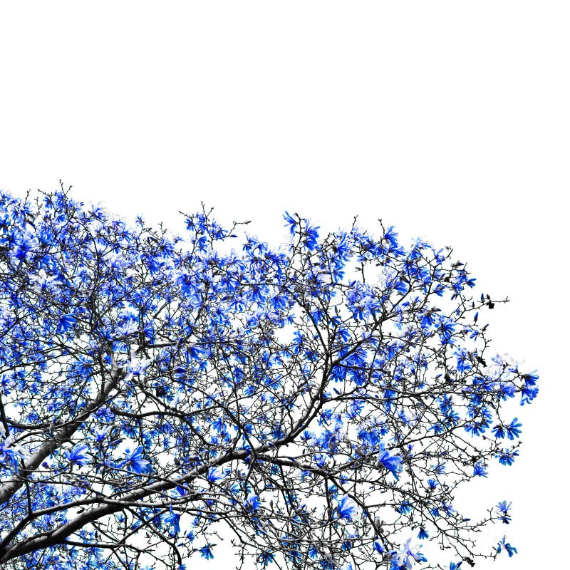 Big Blue Tree in Black and White Landscape Stock Photo - Image of ...