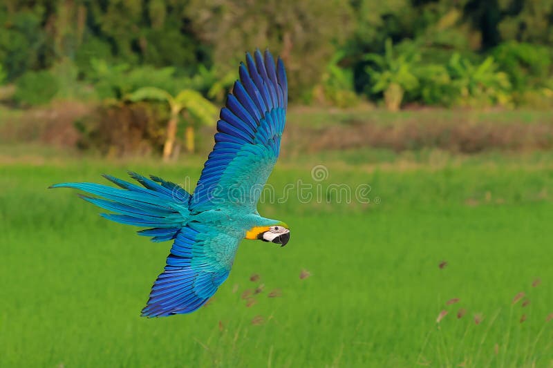 Colorful Blue and Gold Macaw Parrot Flying on the Rice Fields. Stock ...
