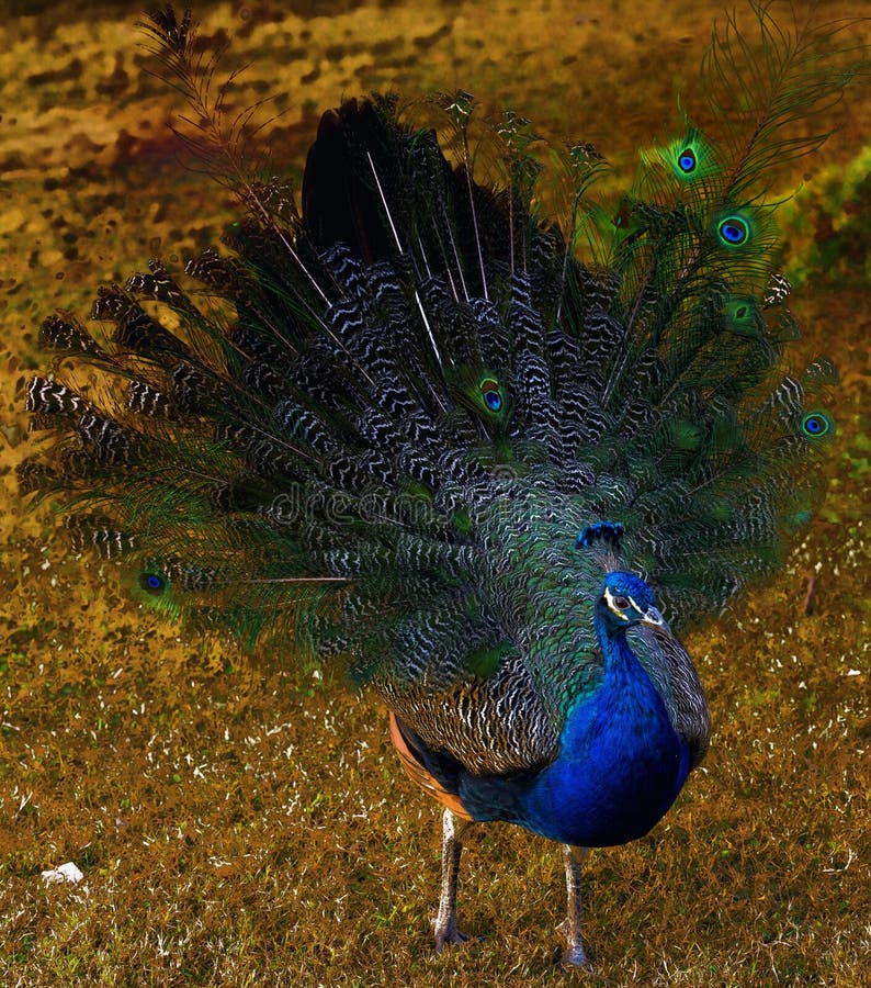 Peacock Full Body