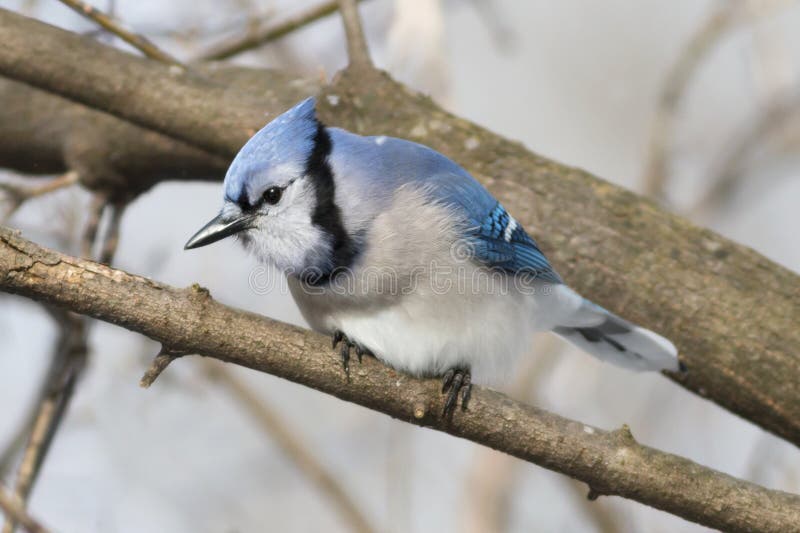 Colorful Blue Jay Bird Perched on a Tree Branch Stock Photo - Image of ...