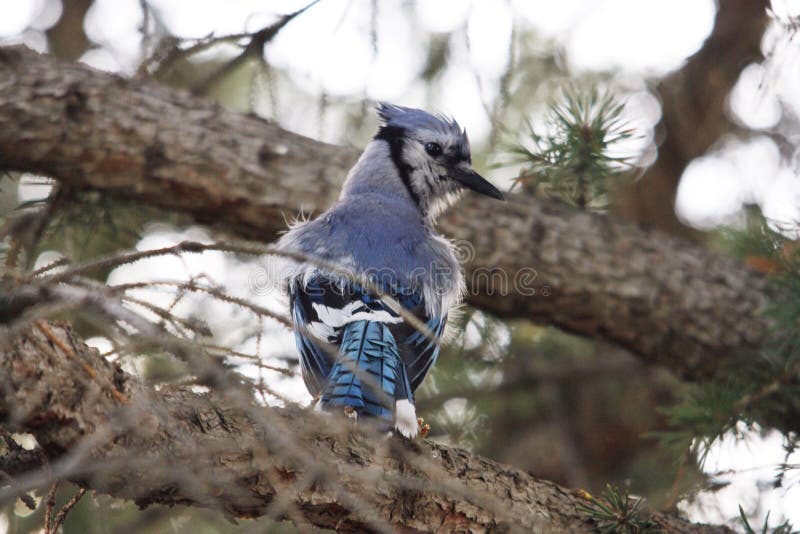 Colorful blue jay stock photo. Image of colorful, color - 48450096