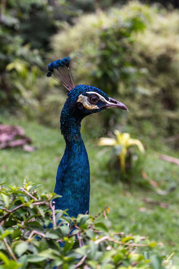 Colorful Blue Male Peacock Bird Stock Photo - Image of elegance ...