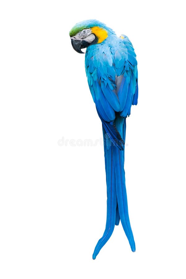 56,006 Blue Parrot Stock Photos - Free & Royalty-Free Stock Photos from ...