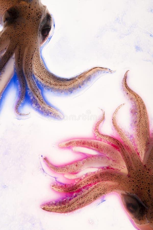 Colorful Squid stock photo. Image of cephalopod, tentacles - 1227132