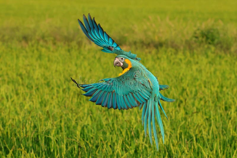 Colorful Blue-Throated Macaw Parrot Flying on the Rice Fields. Stock ...