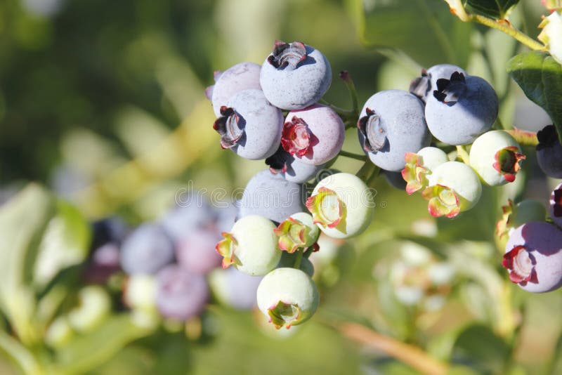 Colorful Blueberries stock photo. Image of ripening, bunch - 42277534