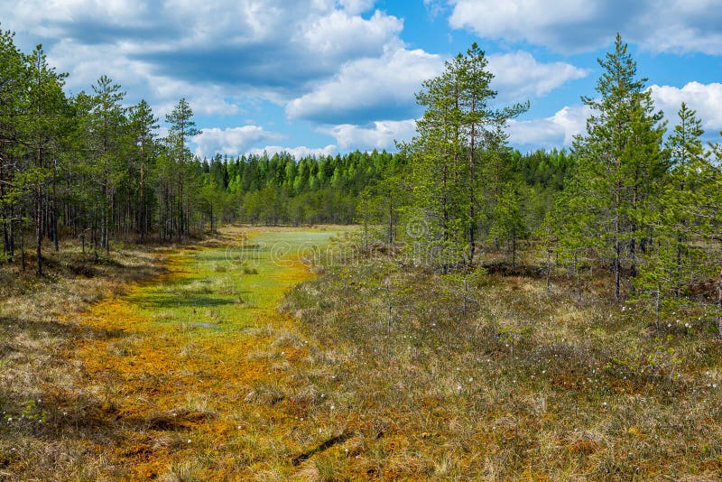 Colorful bog landscape stock image. Image of marsh, nature - 72954959