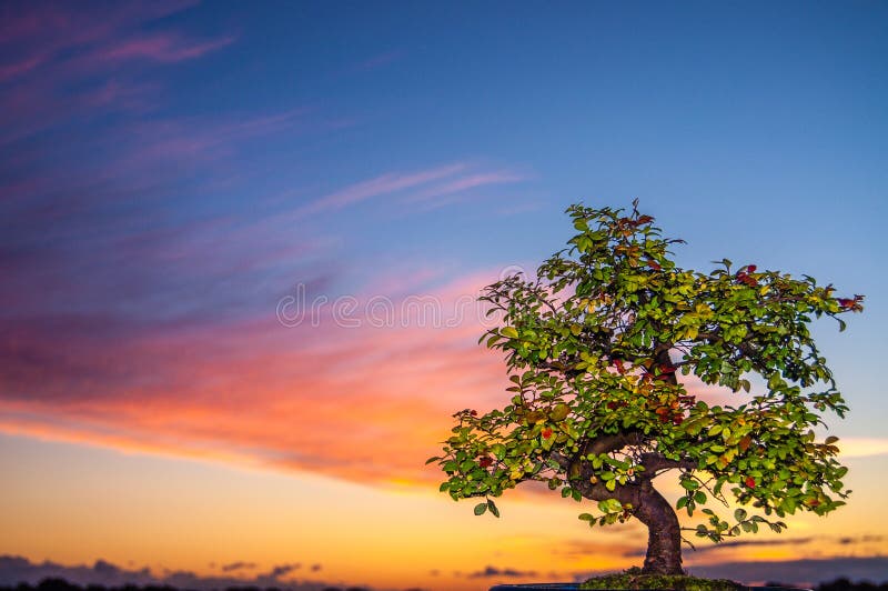 Colorful bonsai stock photo. Image of meditation, sunset - 94308750