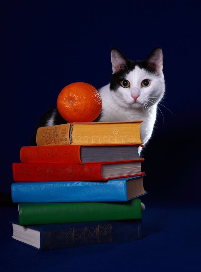 Colorful Books, a Cat and an Orange on Blue Stock Photo - Image of ...