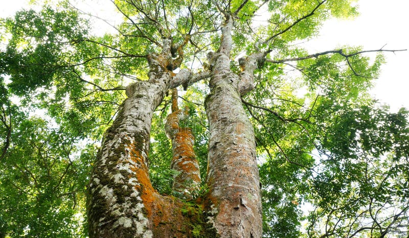 Colorful Borneo Tropical Jungle Tree Stock Photo - Image of leaves ...