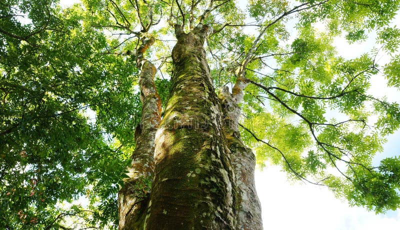Colorful Borneo Tropical Jungle Tree Stock Image - Image of borneo ...