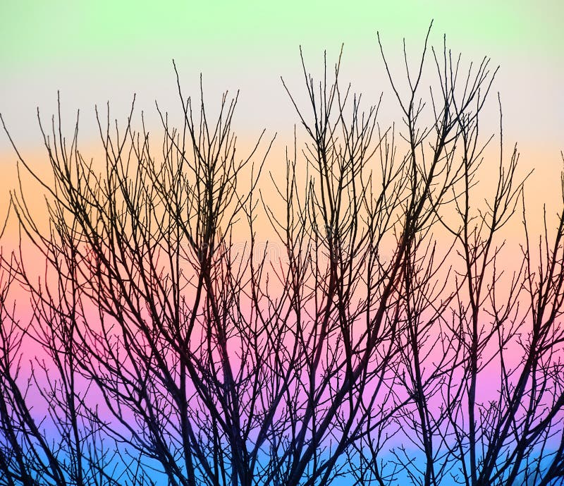 Tree branch stock image. Image of flora, environment - 12750807