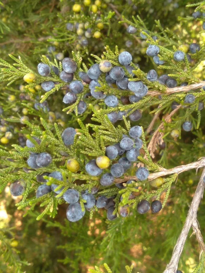 Colorful Branch of Cedar Tree Stock Photo - Image of flower, food ...