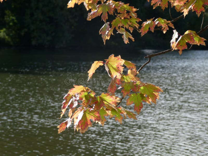 Colorful Branch stock photo. Image of tree, background - 230452240