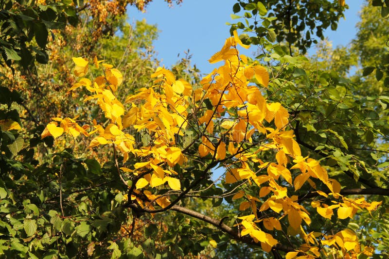 Colorful branches stock image. Image of twigs, twig, leaves - 78163765