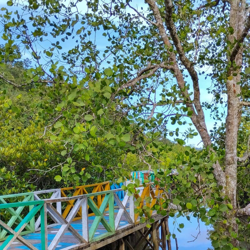 Colorful Bridge in the Middle of the Mangrove Forest and Above the Sea Stock Image - Image of ...