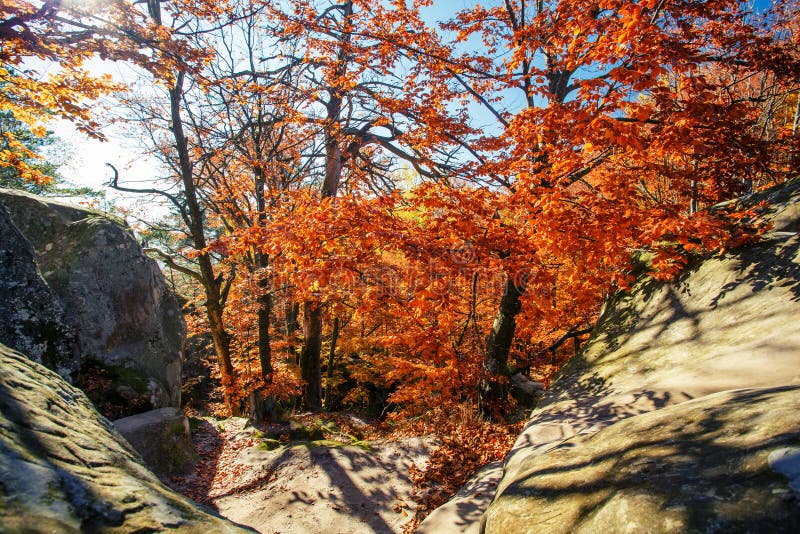Colorful and Bright Autumn Forest Stock Photo - Image of forest ...