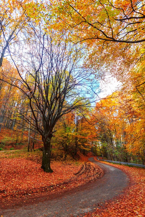Colorful and Bright Autumn Forest Stock Photo - Image of branch ...
