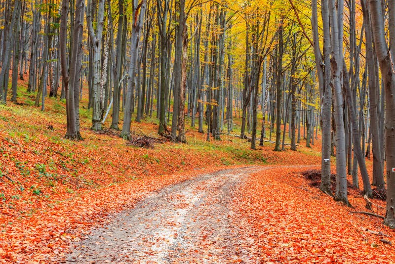 Colorful and Bright Autumn Forest Stock Image - Image of alley, brown ...