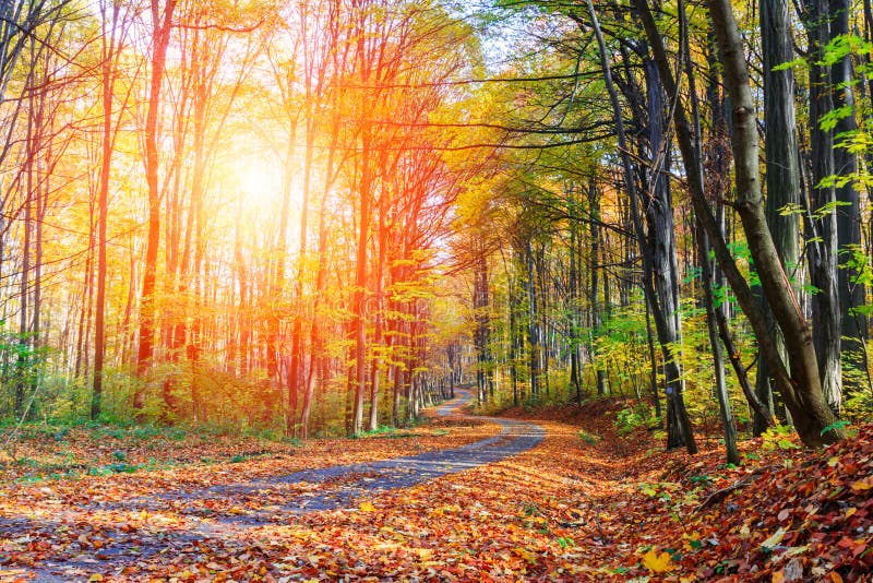 Colorful and Bright Autumn Forest Stock Photo - Image of environment ...