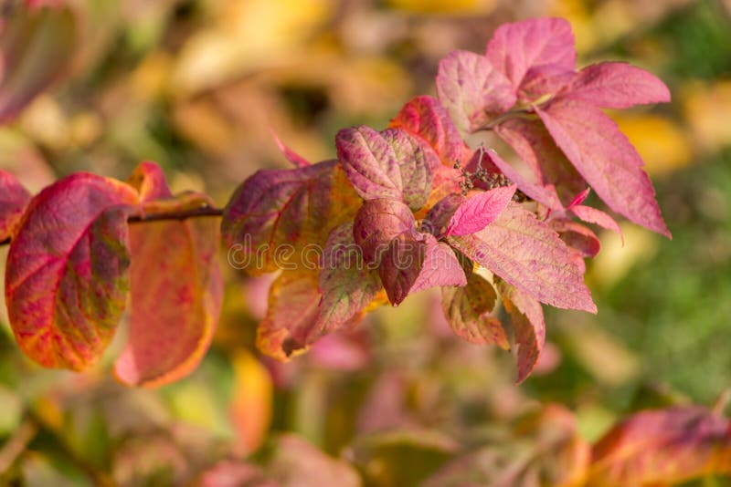 Colorful Bright Autumn Leaves on the Branches. Natural Autumn ...