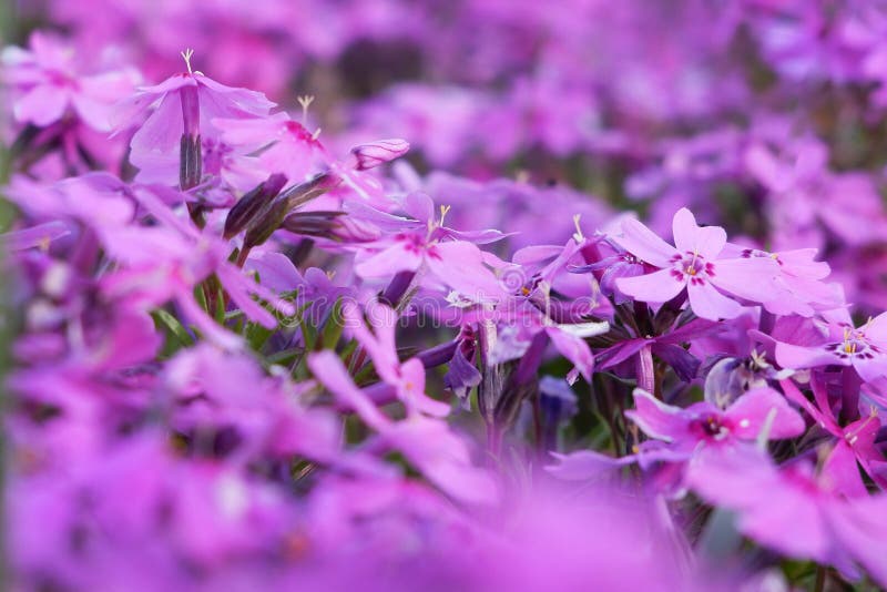 Colorful, Bright Carpet with Flowers in the Park Stock Image - Image of ...