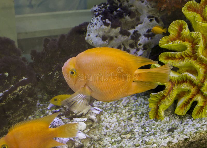 Colorful Bright Fish in the Aquarium Stock Image - Image of aquarium ...
