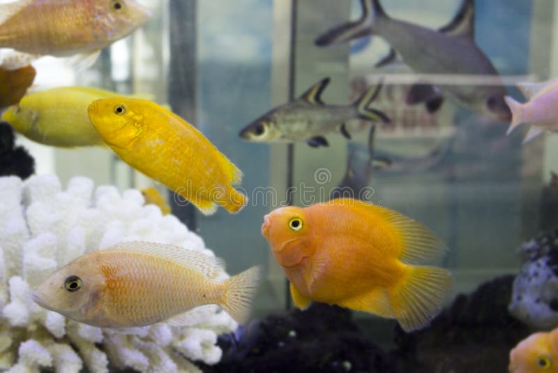 Colorful Bright Fish in the Aquarium Stock Image - Image of life ...