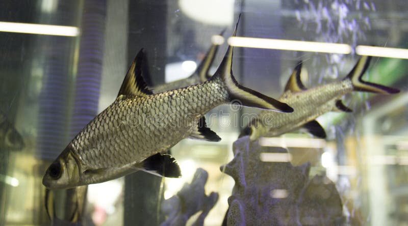 Colorful Bright Fish in the Aquarium Stock Image - Image of animal ...