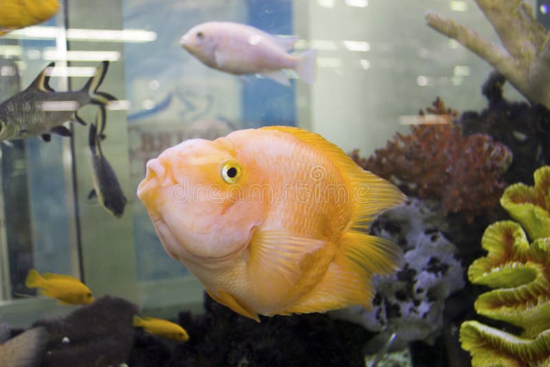 Colorful Bright Fish in the Aquarium. Stock Image - Image of wild ...