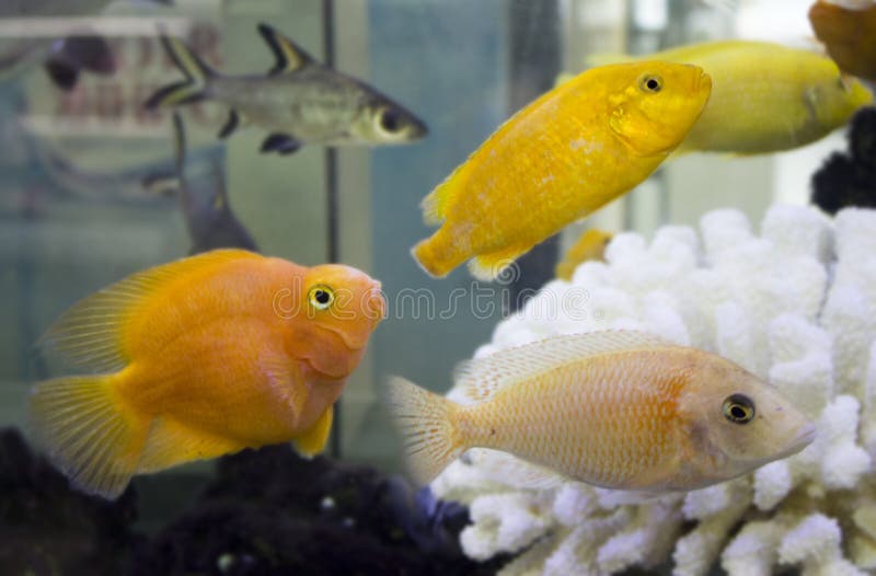 Colorful Bright Fish in the Aquarium. Stock Image - Image of scenic ...