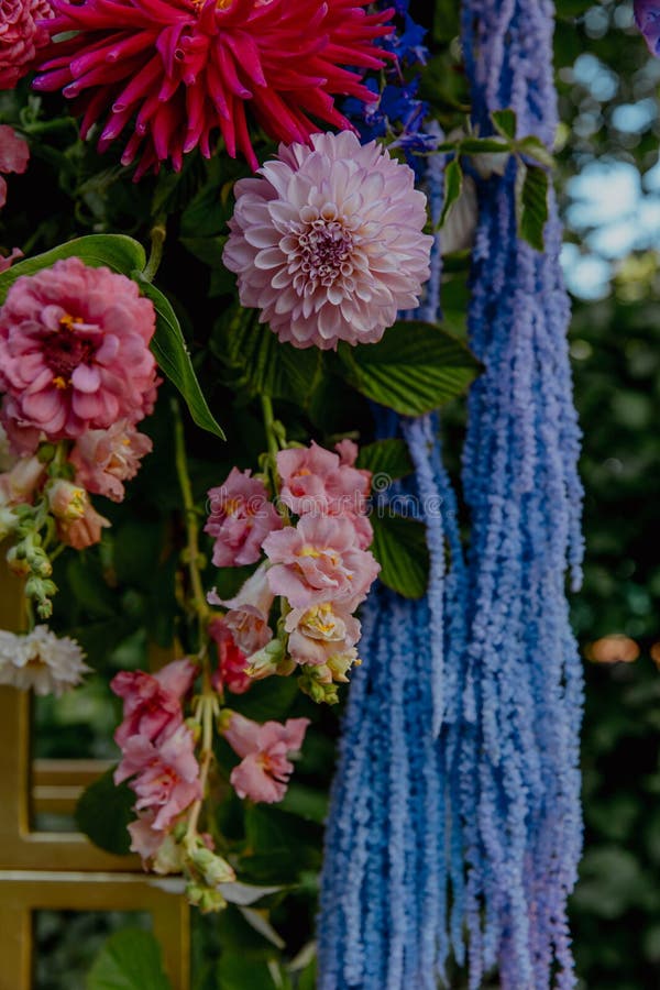 Colorful Bright Flowers, Vertical Photo Stock Photo - Image of dahlia ...