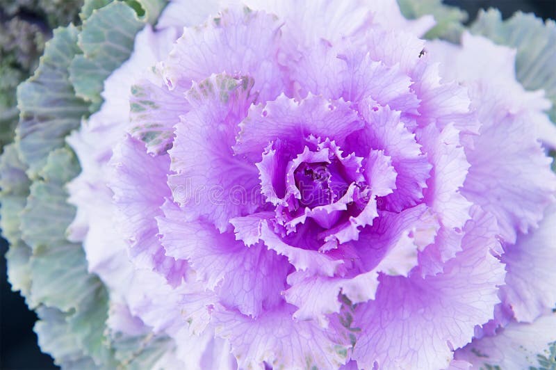 Colorful Bright Spring Decorative Cabbage Stock Photo - Image of violet ...