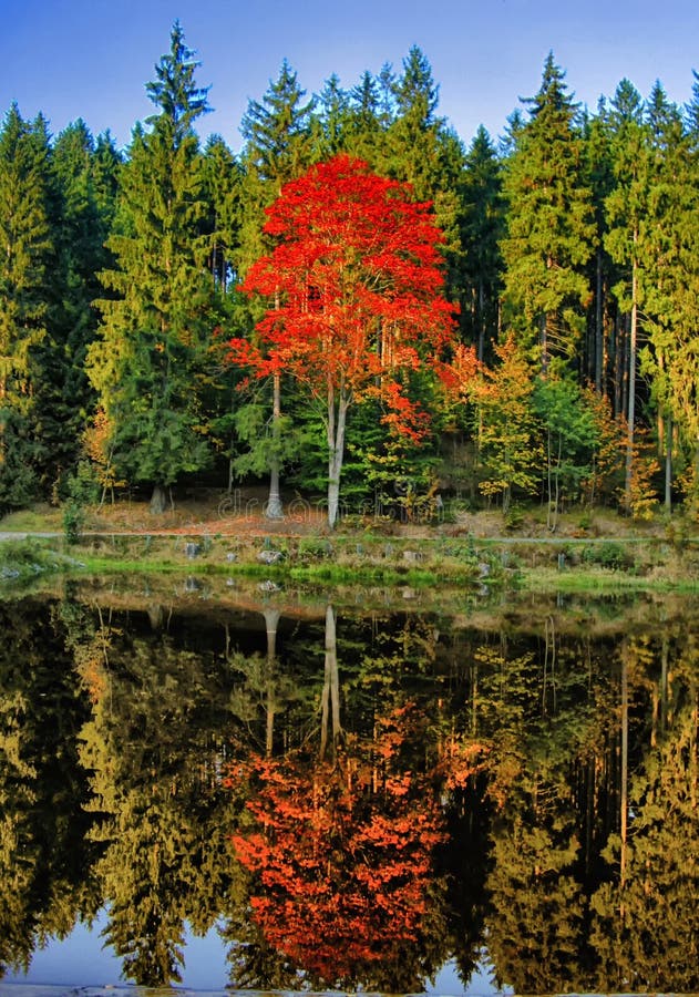 Colorful Broad Leaf Tree Probably Maple Reflected on Water Surface at ...