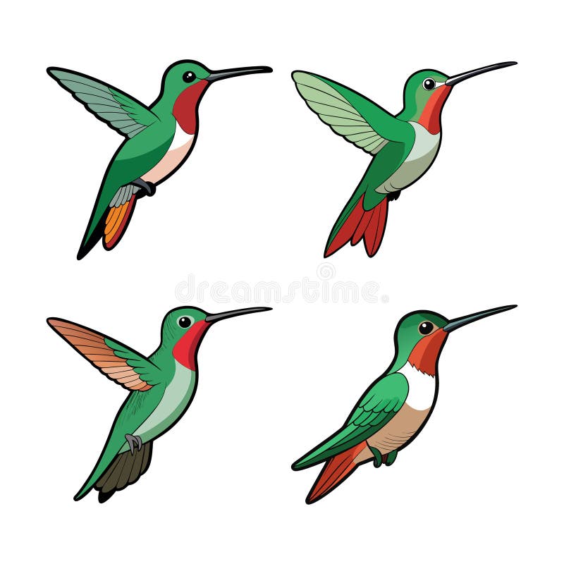 Colorful Broad Tailed Hummingbird Artwork Stock Illustrations – 3 ...