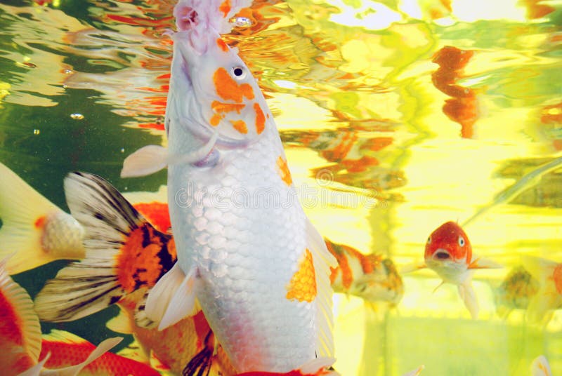 Colorful koi carps stock image. Image of query, brocaded - 4542557