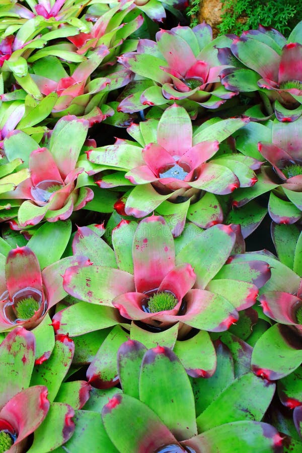 Colorful Bromeliad in the Jungle Environment of Xcaret Park in the ...