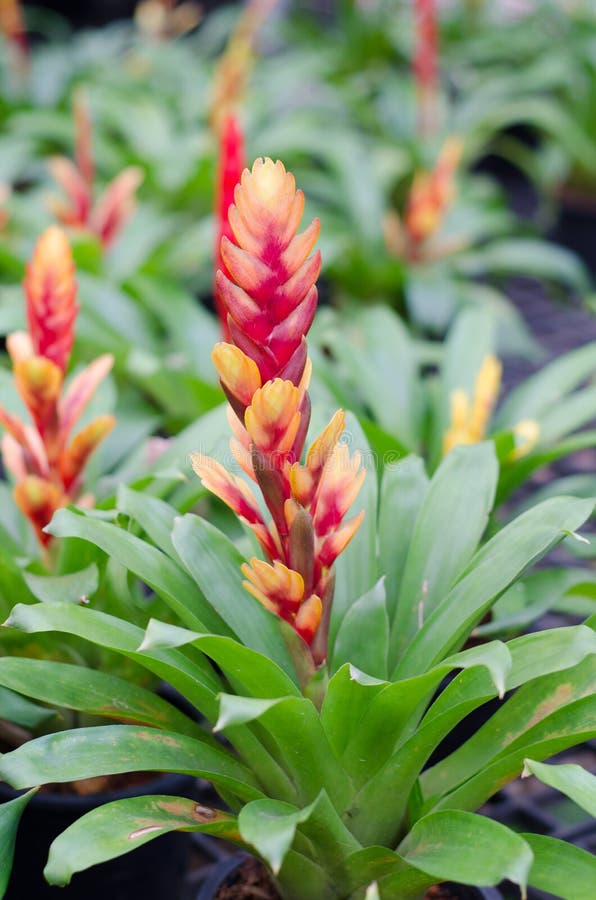 Colorful bromeliad flower stock photo. Image of bromeliad - 56251766