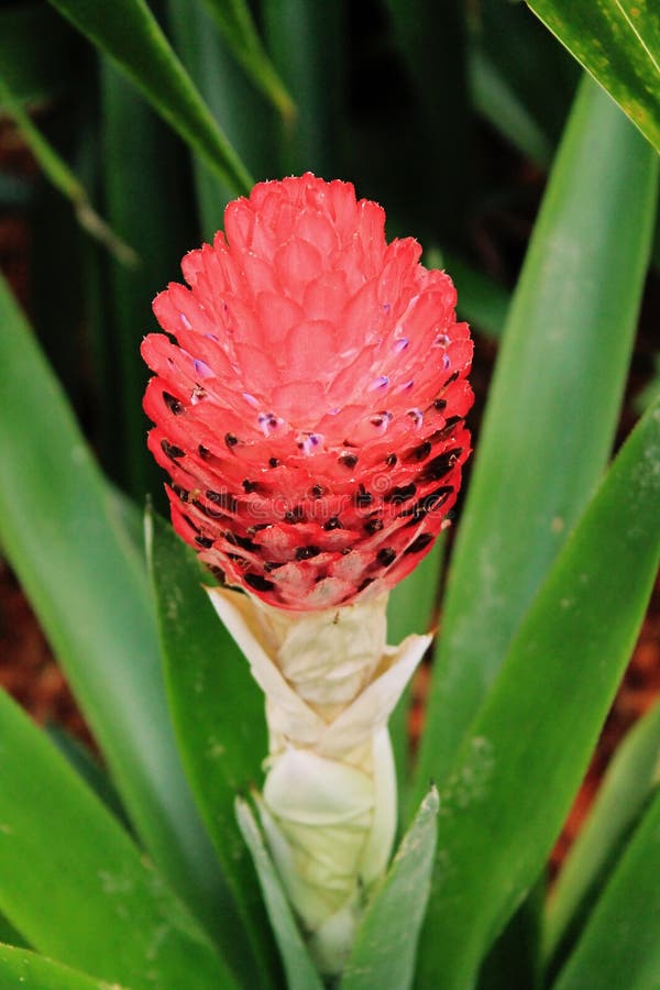 Colorful Bromeliad in the Jungle Environment of Xcaret Park in the ...