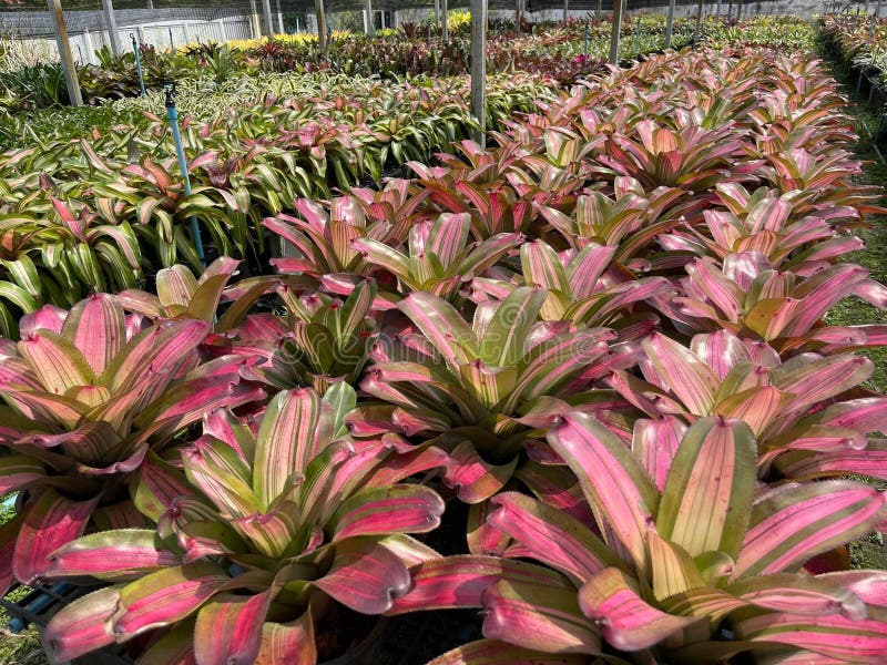 Colorful Bromeliad in the Jungle Environment of Xcaret Park in the ...