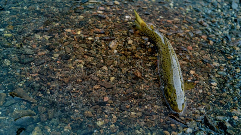 Colorful Brook Trout on Stones in a Mountain River. Top View. Stock ...