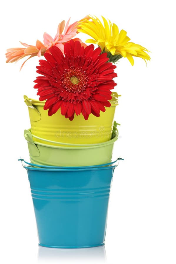 1,014 Red Gerbera Daisy Flower Isolated Blue Background Photos - Free ...