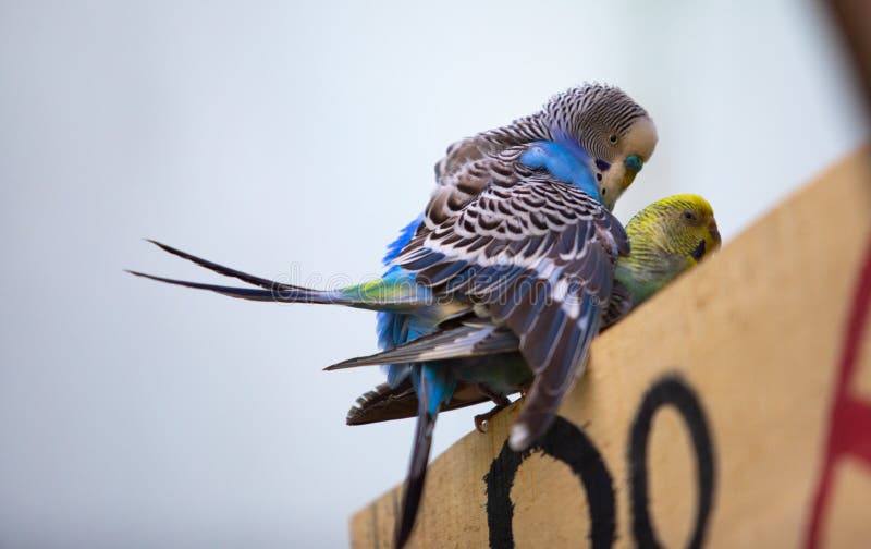 Colorful Budgies Mating stock photo. Image of togetherness - 253670644