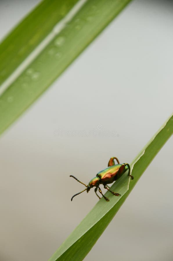 Colorful Bug stock image. Image of climbing, climb, green - 90309637
